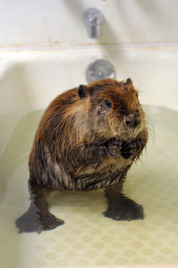 Chevron to pay $5.35M for Willard spill under draft settlement | News ...